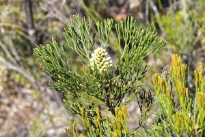 Australian Plants - Proteaceae